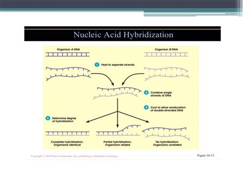 Nucleic Acid Hybridization Pptx Chemistry Science