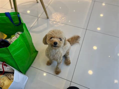 말티푸 보리 포메라니안성격 말티즈성격 말티푸성격 푸들성격 먼치킨성격 랙돌성격 브리티쉬숏헤어성격 스코티쉬폴드성격 러시안블루성격 강아지성격 고양이성격 털안빠지는비숑프리제 털안