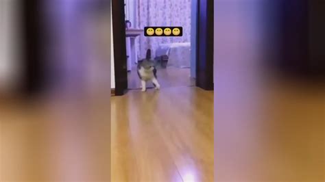 گربه ی خنگ همه جوره