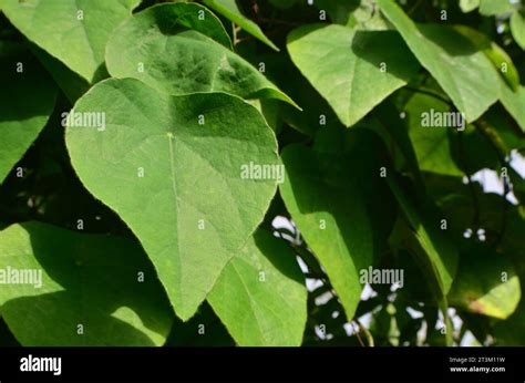 Cyclea Barbata Has Heart Shaped Leaves With Fine Dense Hairs On The
