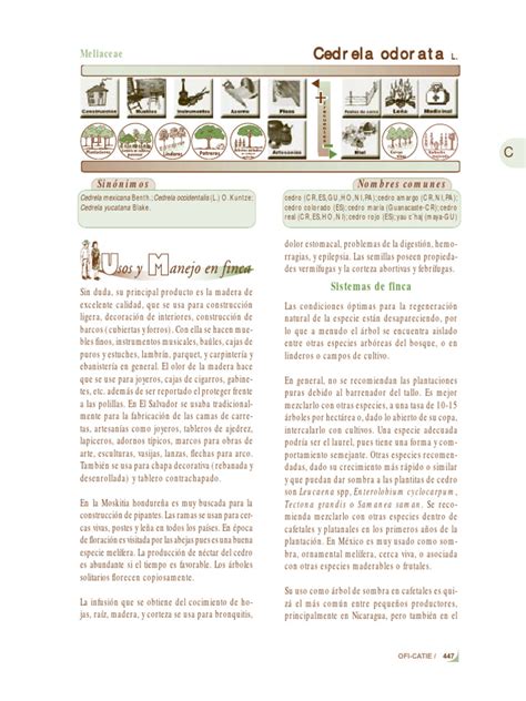 Cedrela Odorata Pdf Siembra Café