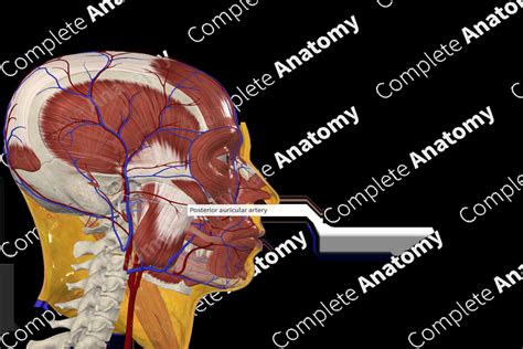 Posterior Auricular Artery The Application Of A Retrograde