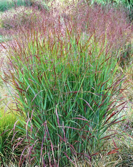 Panicum Virgatum Shenandoah Red Switchgrass Perennial Farm