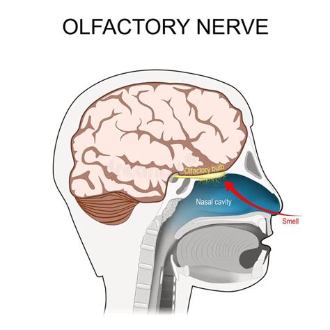 Olfactory Nerve Location Of The First Cranial Nerve Stock Vector Illustration Of Organs