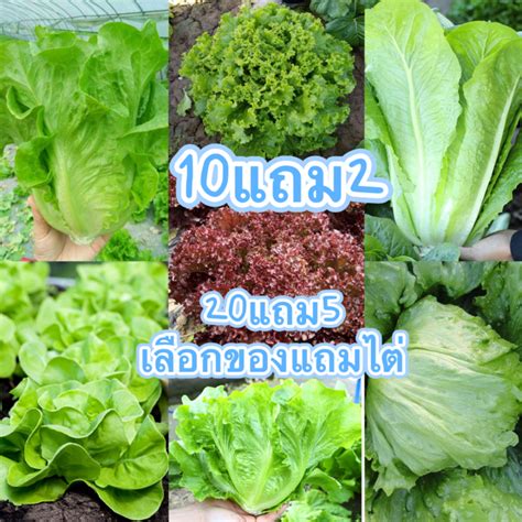 ขายดีอันดับ 1เมล็ดผักสลัด 800 เมล็ด 2 บาท งอกดีมีคู่มือการปลูก 10 แถม 2 คละได้ เมล็ดพันธุ์ผัก