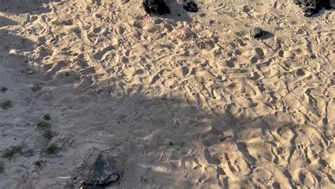 Candee Licious On Twitter I Just Love Being Near The Sea Camerman Davidperryxxx