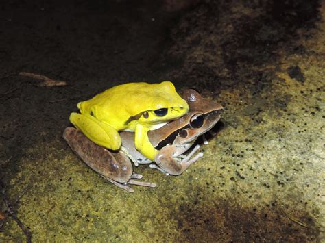 These Frogs Might Change Color To Avoid Confusion During Orgies