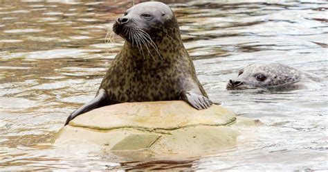 Randy Seal Moved From Enclosure To Stop It Having Sex Daily Star
