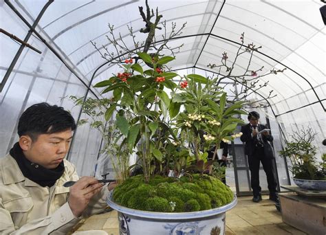 皇居新年準備着々と 松竹梅の春飾り 読んで見フォト 産経フォト