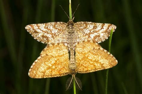 A Common Heath Moth Mating Ematurga Atomaria Stock Image Image Of Close Colorful