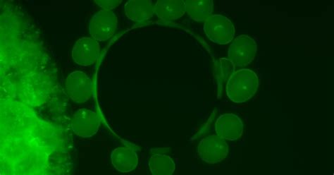 How The Sex Cells Of Plants Talk To Each Other Knut And Alice