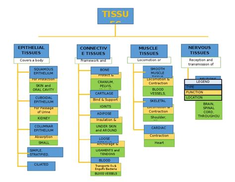 Histology Concept Map Pdf