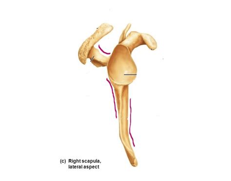 Scapula Lateral Aspect Diagram Quizlet