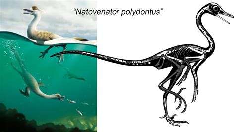 Монголоос шинэ төрөл зүйлийн махчин үлэг гүрвэлийн үлдэгдэл олджээ Youtube