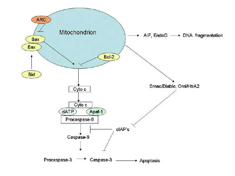 Mitochondrial Mediated Apoptotic Signaling Cytochrome C Cyto