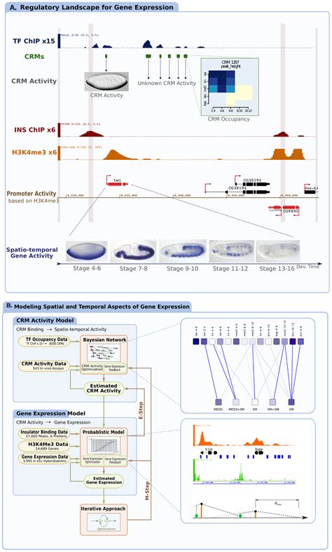 Generating A Predictive Model Of Spatio Temporal Gene Expression A A Download Scientific
