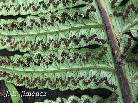 Cyathea Mutica Var Grandis Ecos Del Bosque