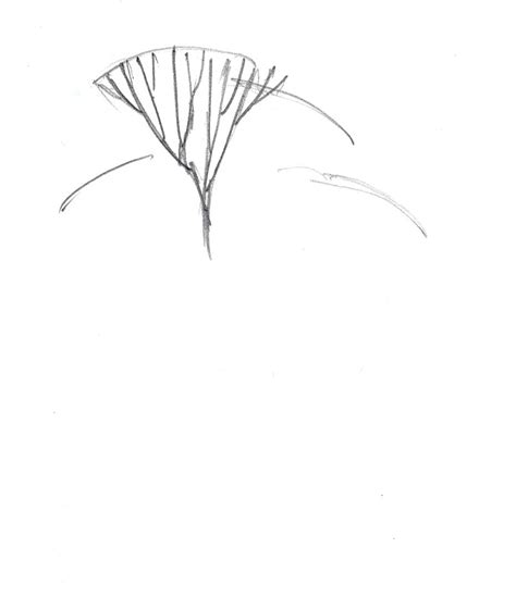 How To Draw Trees In Winter John Muir Laws