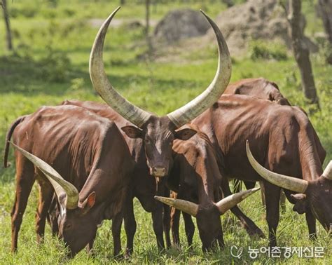 세계의 소 알기 쉽게 한 권에 담았다
