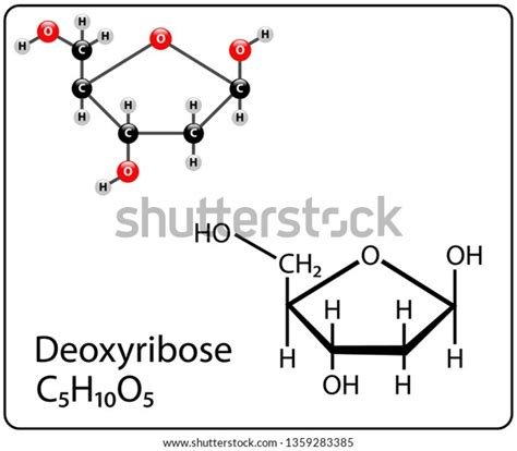 Deoxyribose Molecule Structure Stock Vector Royalty Free 1359283385