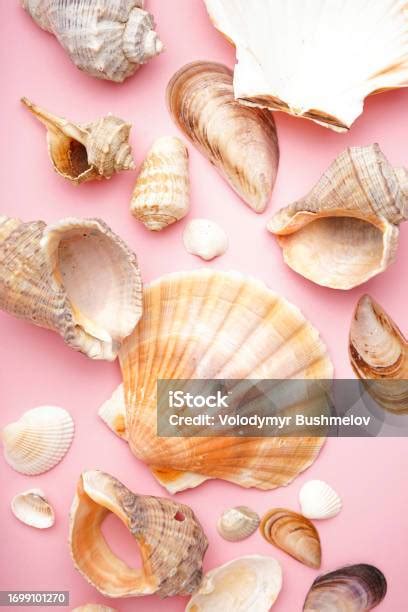 분홍색 배경에 많은 아름다운 바다 조개껍데기 최고의 전망 텍스트를 위한 공간입니다 가리비에 대한 스톡 사진 및 기타 이미지 가리비 개념 관광 Istock
