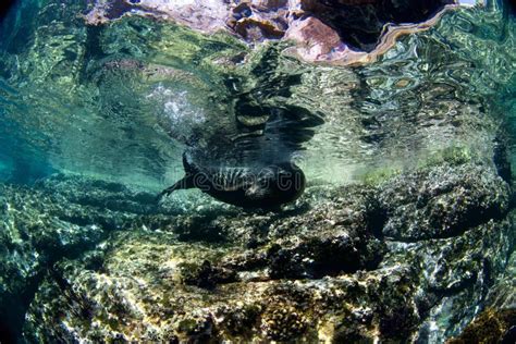 Cute Sea Lion Swimming Underwater Stock Image Image Of Wild Animal