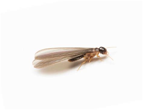 Termite Pest Control Pietermaritzburg Pmb Residential And Commercial