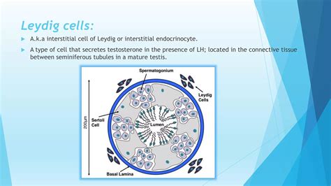 Testosterone Primary Male Androgen Hormone Synthesis Ppt