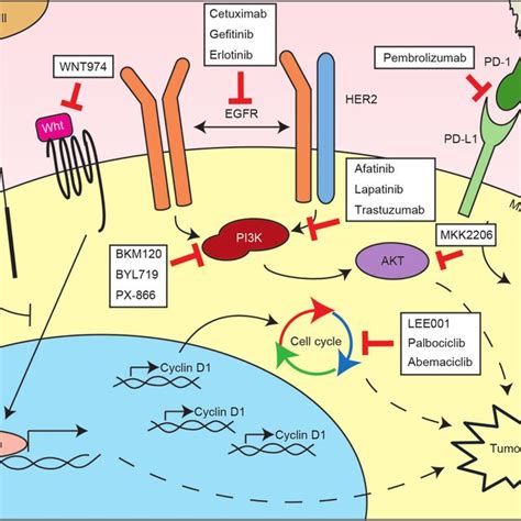 The Frequency Of Egfr Mutations The Deletion Of Exon 19 Nested Located Download Scientific