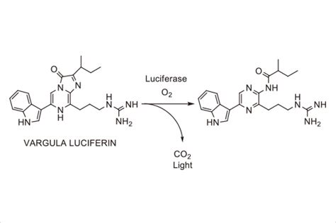 Nard Institute Molecular Imaging