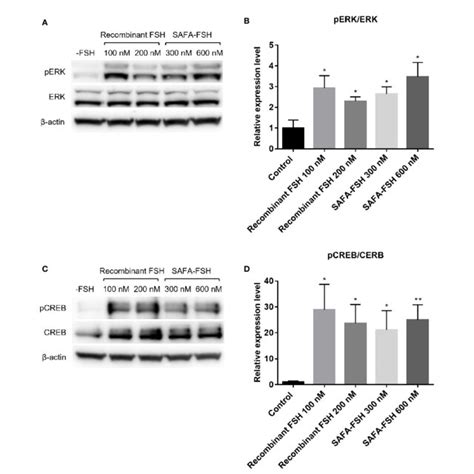 Protein Expression For Recombinant Follicle Stimulating Hormone Fsh Download Scientific