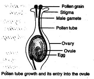 Distinguish Between Pollination And Fertilization CBSE Class 10
