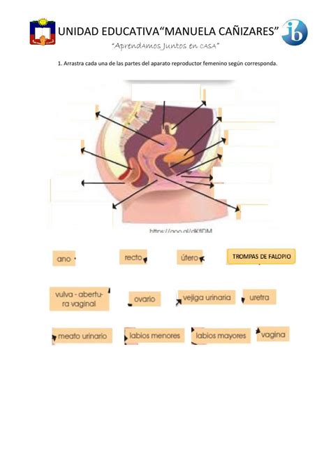 Aparato Reproductor Femenino Online Activity Live Worksheets