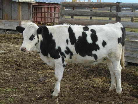 Holstein Calves