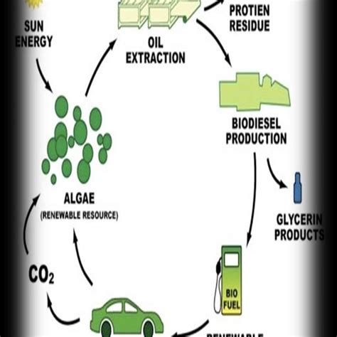 Microscopic Image Of Untreated Microalgae Biomass Download Scientific Diagram
