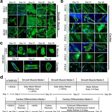 Multi Lineage Differentiation Of Ed Ipsc Lines To Astrocytes Pyramidal