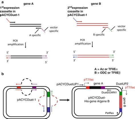 Application Of The Restriction Free RF Cloning For Multicomponents Assembly SpringerLink