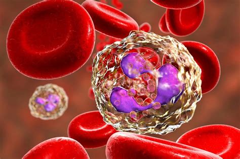 38 Facts About Granulocytes