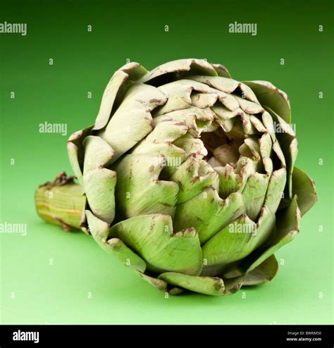 Artichoke Hi Res Stock Photography And Images Alamy