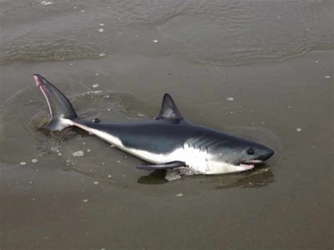 Salmon Shark The Great White Shark Cousin Ocean Info