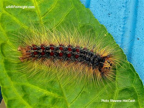 Gypsy Moth Caterpillar Identification Eliminating Egg Masses Now Will