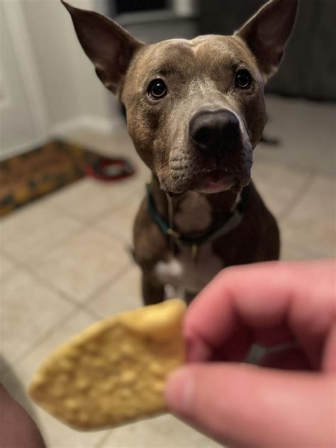 A Tale Of One Chippy R Velvethippos