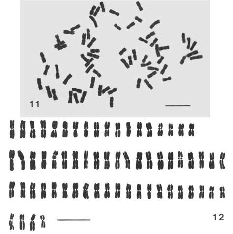 I 12 Somatic Chromosomes Of Octoploid Allium Dregeanum 2n 8x Download Scientific