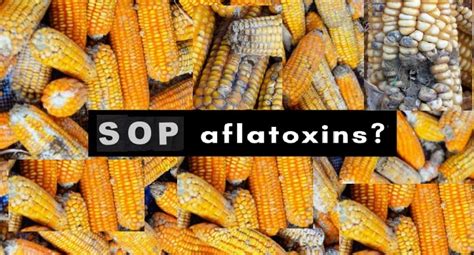 Stp For The Determination Of Aflatoxin B1 B2 G1 G2 In Food Product