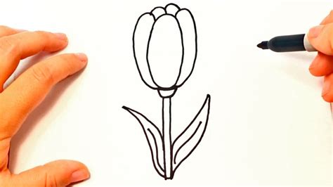 Cómo Dibujar Un Tulipán Paso A Paso Dibujo Fácil De Tulipán Youtube