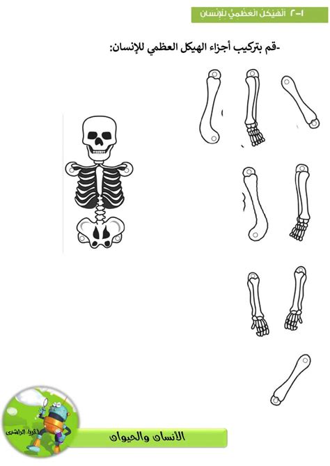 تركيب اجزاء الهيكل العظمي Worksheet Live Worksheets