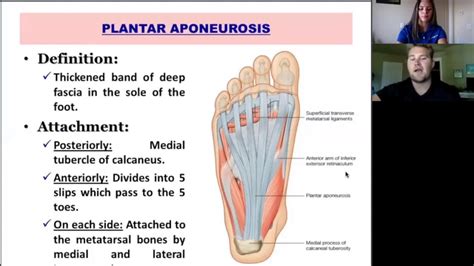 Plantar Medical Definition At Charles Lindquist Blog