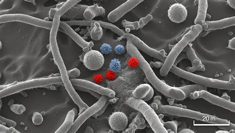 Closeup View Of Microscopic Cells Showcasing Interactions And Structures Premium Ai Generated