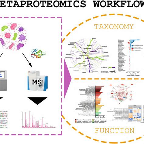 2 Schematic Diagram Showing An Overview Of Metaproteomic Analyses Workflow Download Scientific