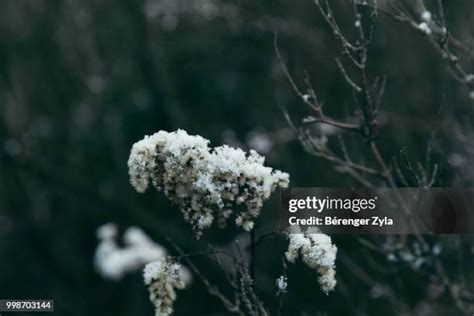 Zeyla Photos And Premium High Res Pictures Getty Images